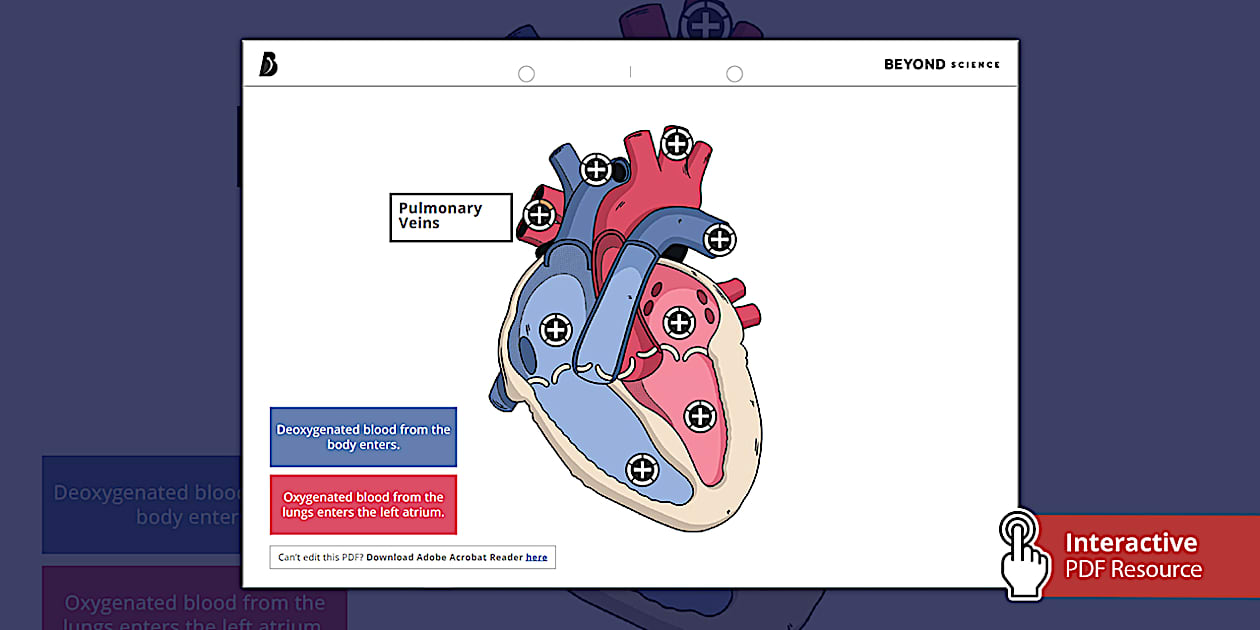 The Heart Hotspots | GCSE Biology | Beyond (teacher made)