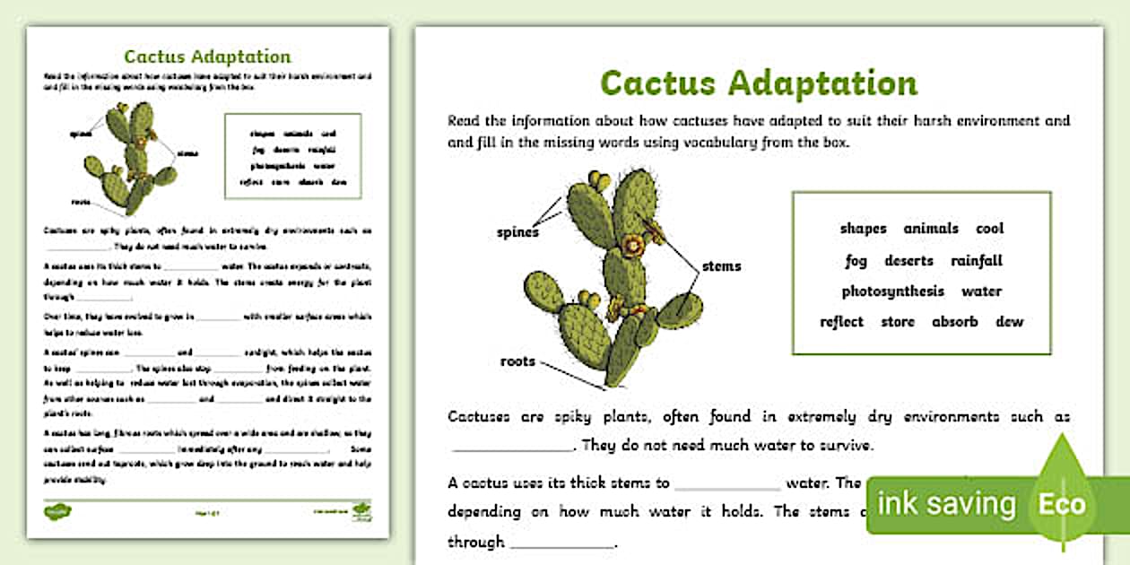 Cactus Adaptation (teacher made) - Twinkl