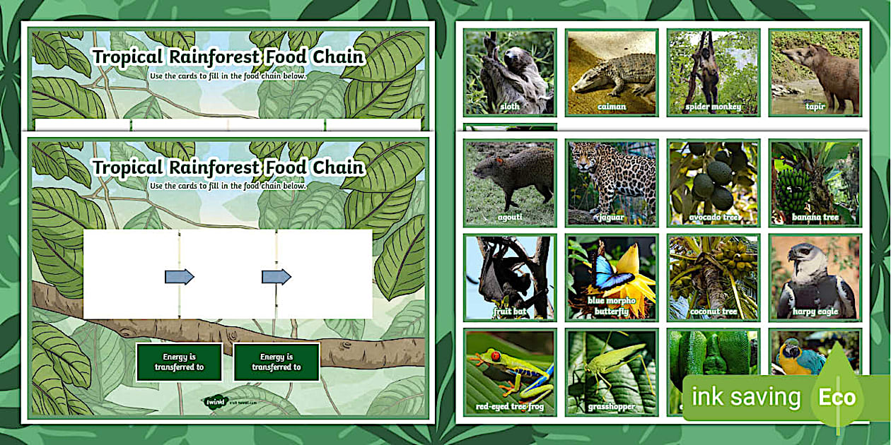 Tropical Rainforest Food Chain Sorting Activity - Twinkl