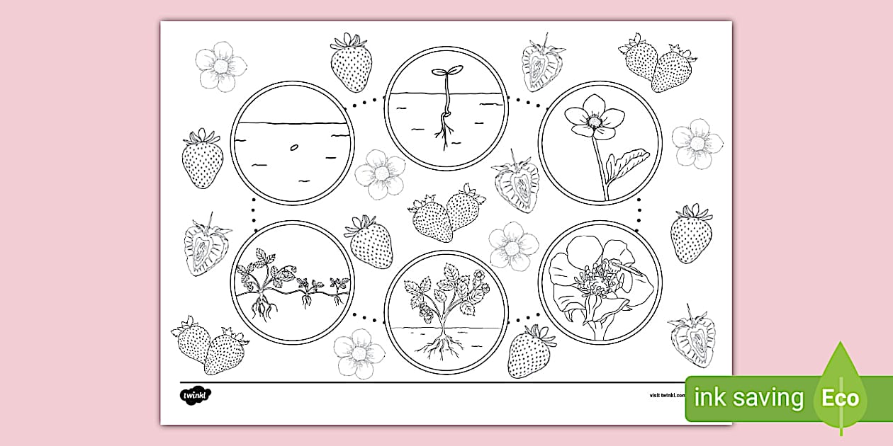 Strawberry Plant Life Cycle Colouring Page (teacher made)