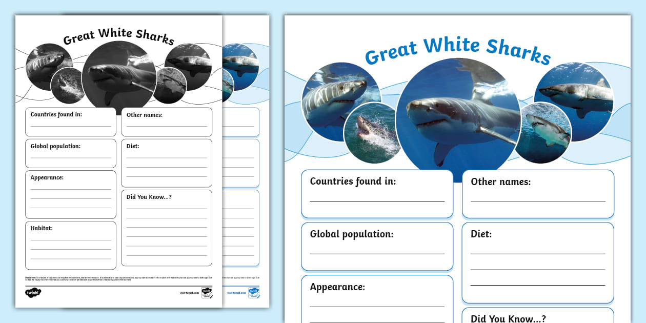 Great White Sharks Fact File Template (teacher made)