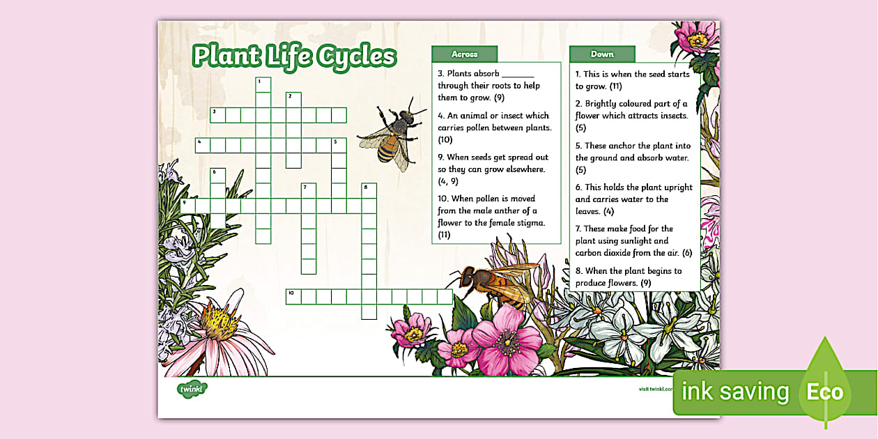 Plant Life Cycles Crossword (teacher made) - Twinkl