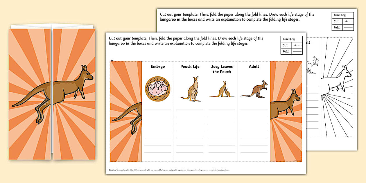 Kangaroo Folding Life Stages Template (teacher made)