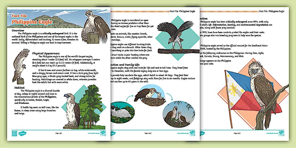 Philippine Eagle Fact File | Grades 2 - 6 | Twinkl PH