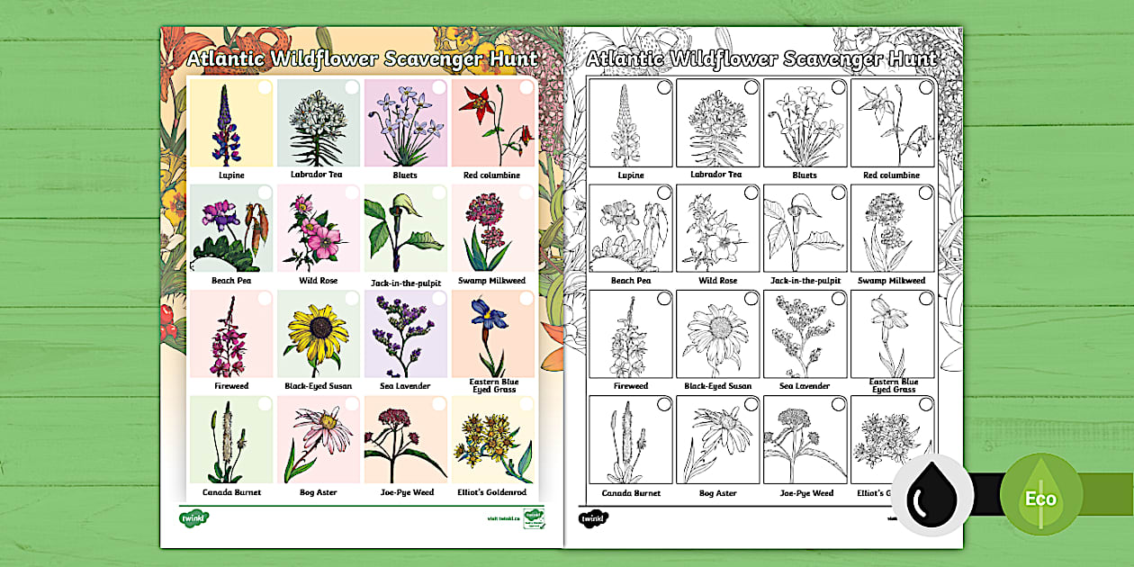 Atlantic Canada Summer Wildflower Scavenger Hunt - Twinkl