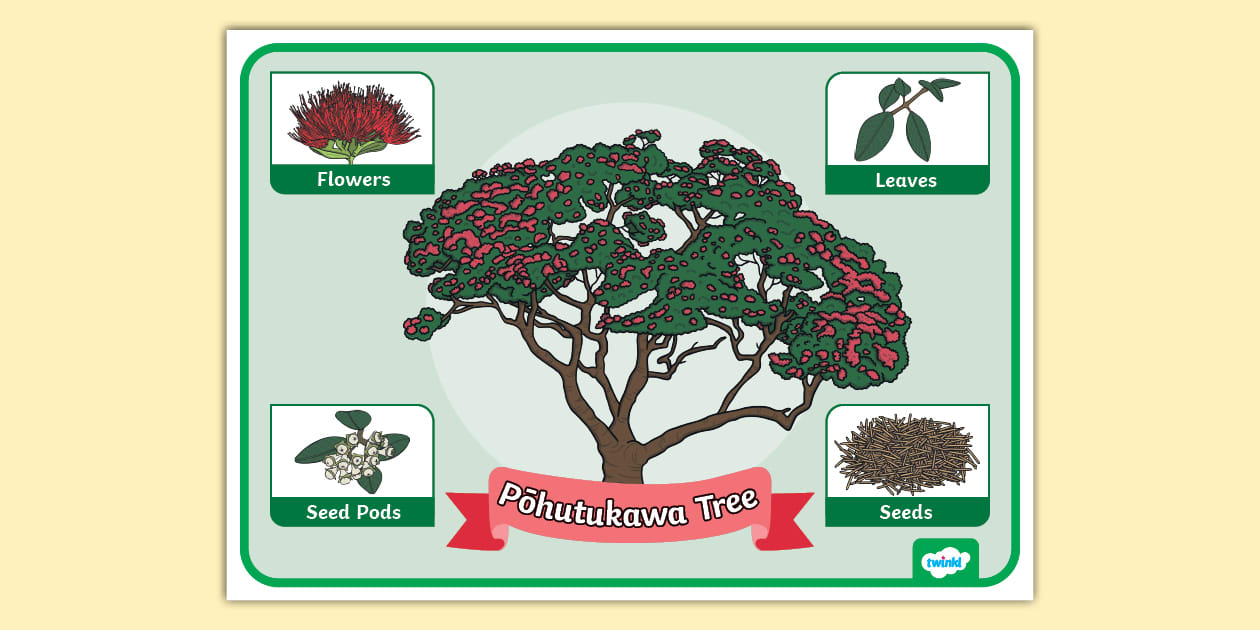 Pōhutukawa Poster (teacher made) - Twinkl