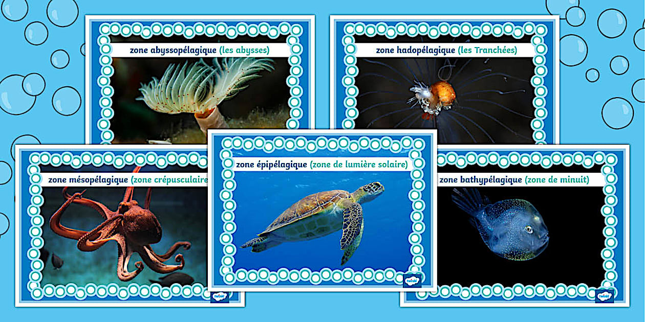 Photos d'affichage sur les différentes zones océaniques