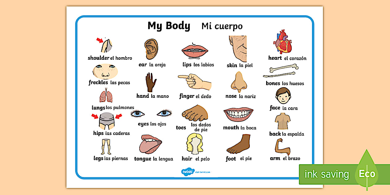 My Body Word Mat English/Spanish (teacher made) - Twinkl