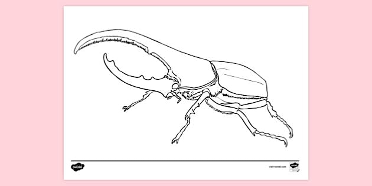 Beetle Colouring Sheet | Colouring Sheets (teacher made)