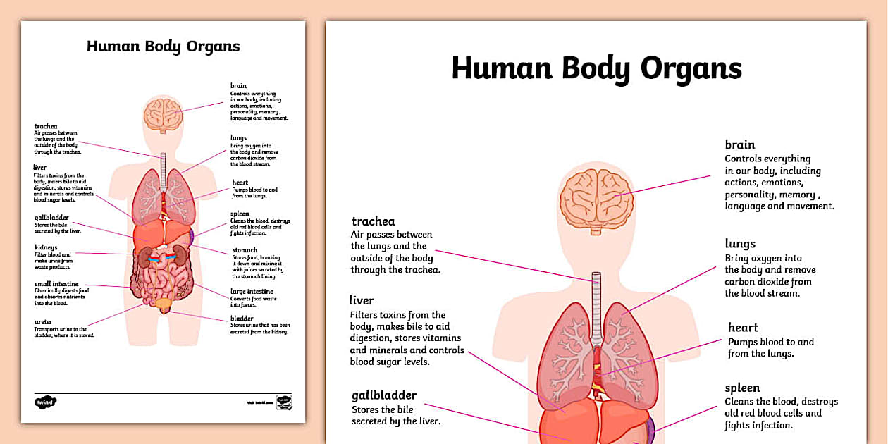 Organ Map | Diagram of Human Body Internal Organs Functions