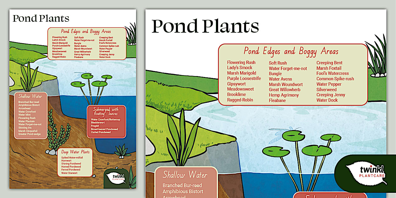 Pond Plants | What Plants Do I Need for my Pond? - Twinkl