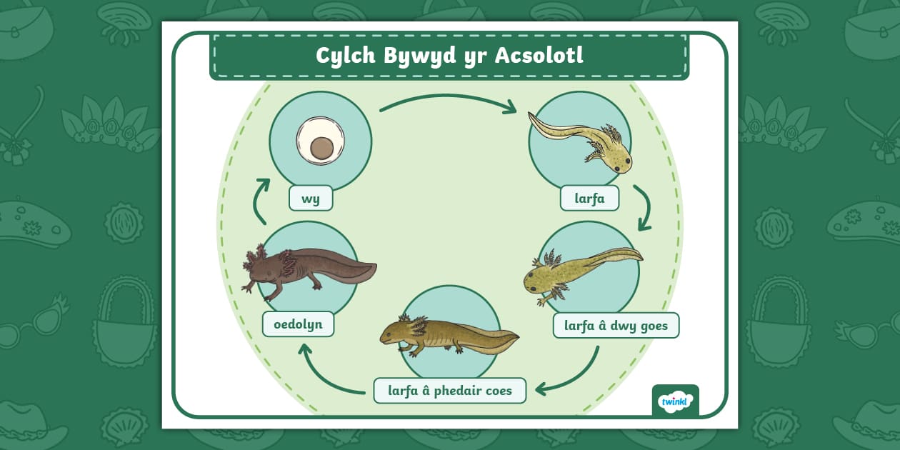 Poster Cylch Bywyd yr Acsolotl