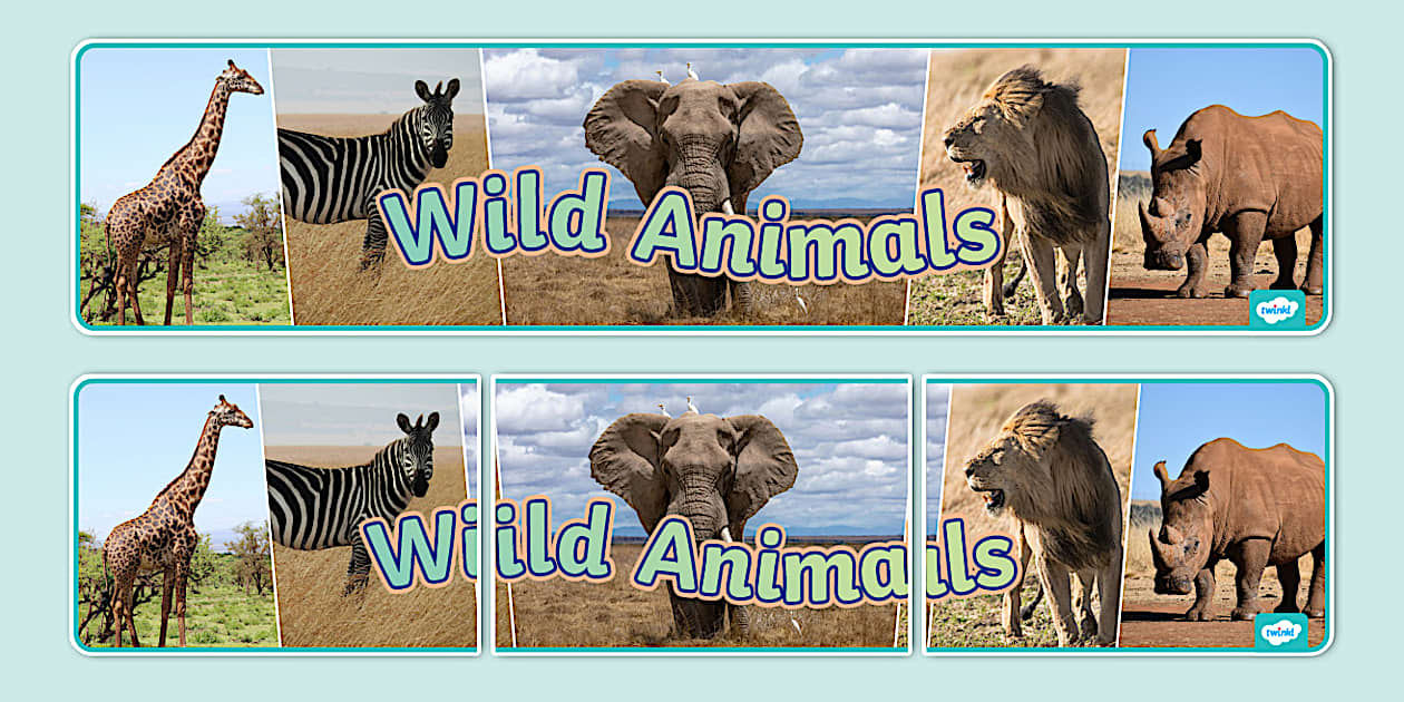 Wild Animals Photo Display Banner (teacher made) - Twinkl