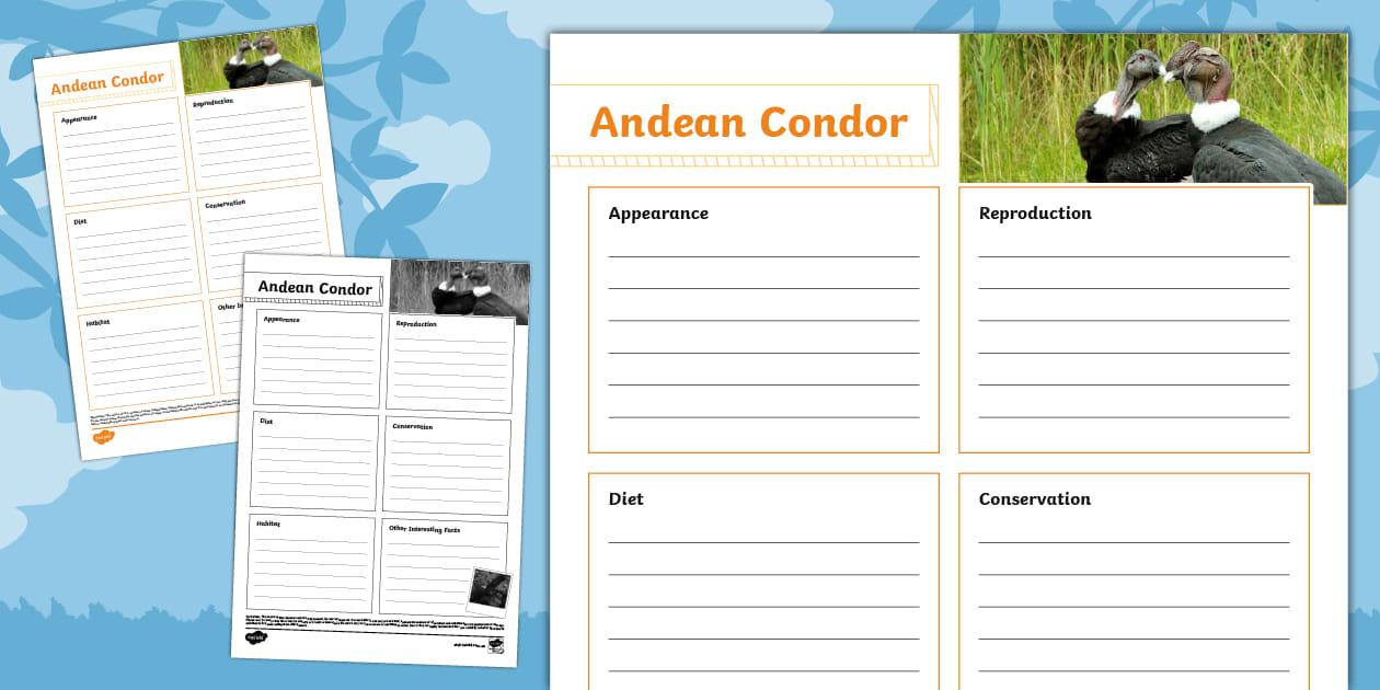 Andean Condor Fact File Template (Teacher-Made) - Twinkl
