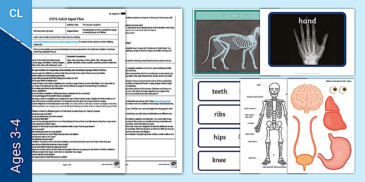 EYFS The Human Skeleton Adult Input Plan and Resource Pack
