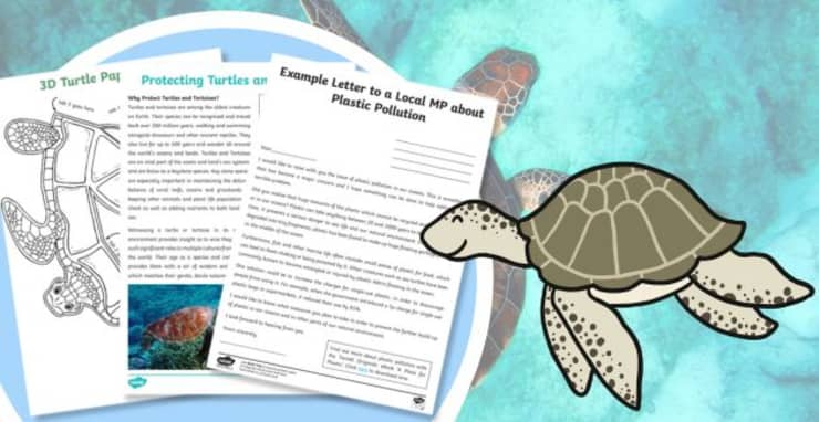 World Turtle Day 2025 Australia - Twinkl Event Information