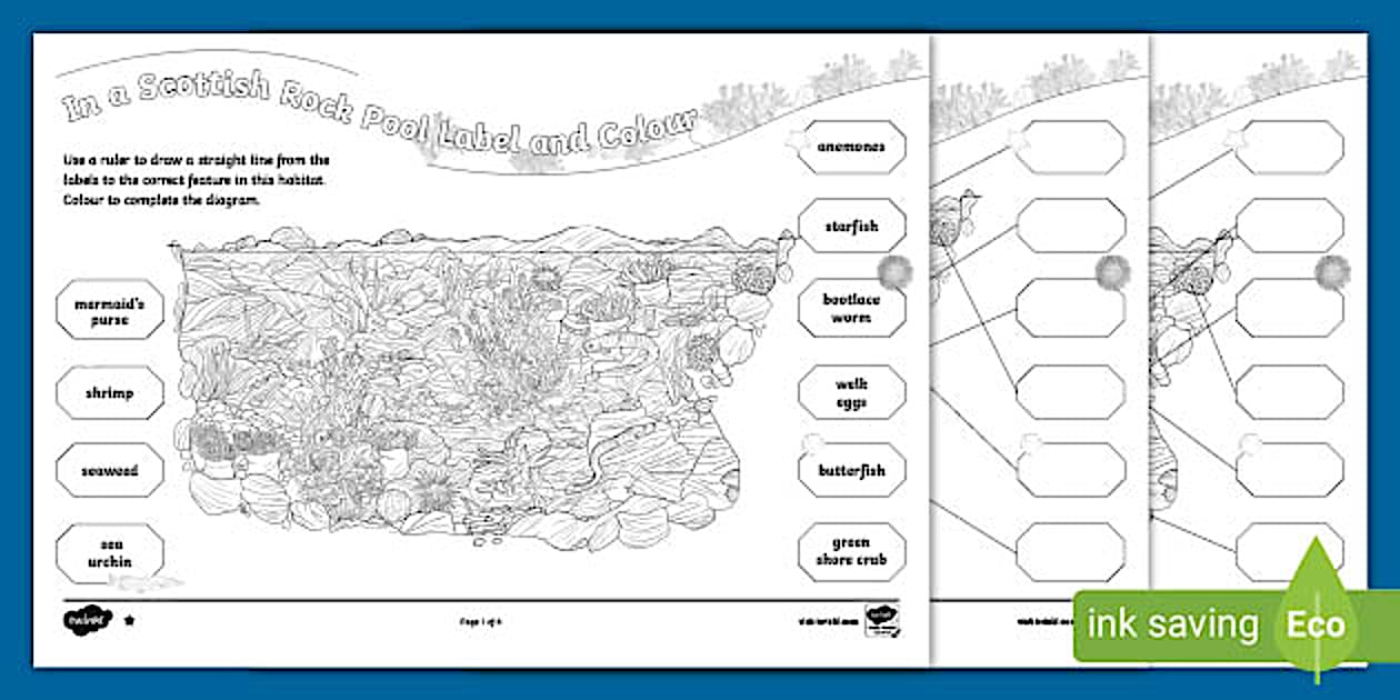Rock Pool Animals and Plants - Colour & Label Activity