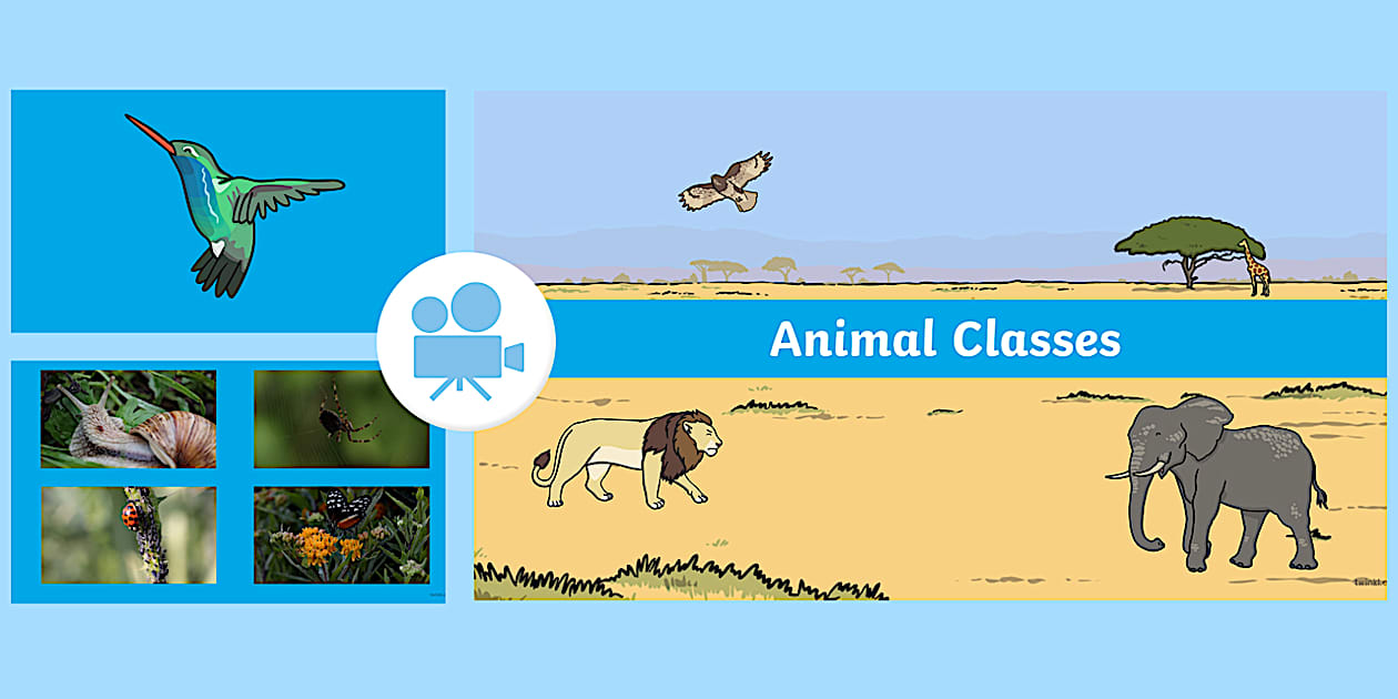 Animal Classes Animation Video | Twinkl Go! (teacher made)