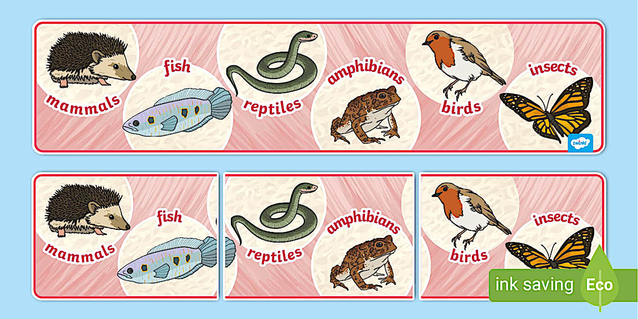 Animal Groups Display Banner (teacher made) - Twinkl