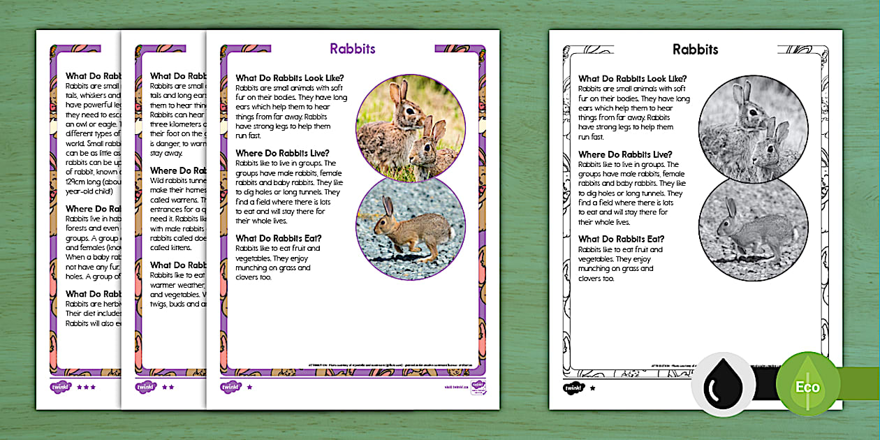 Rabbits Differentiated Fact File (teacher made) - Twinkl
