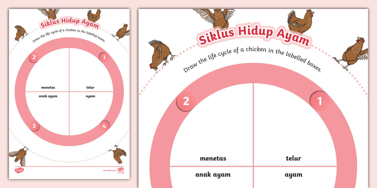 Chicken Life Cycle Drawing Activity - Indonesian - Twinkl