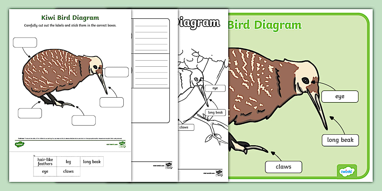 Kiwi Bird Diagram Pack (teacher made) - Twinkl