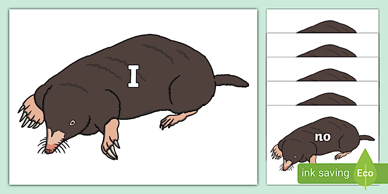 Tricky Words on Moles | Twinkl