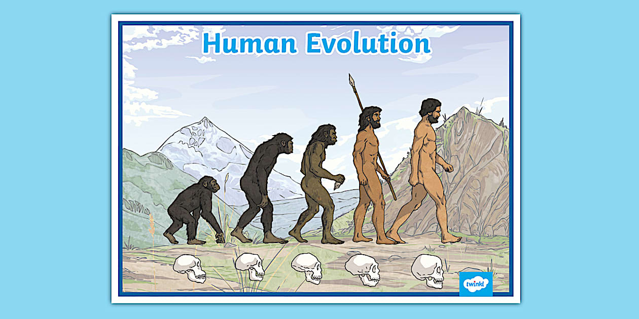 Evolution Chart Display Poster (teacher made) - Twinkl