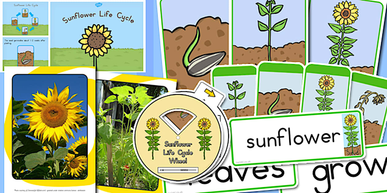 Sunflower Life Resource Pack (teacher made) - Twinkl