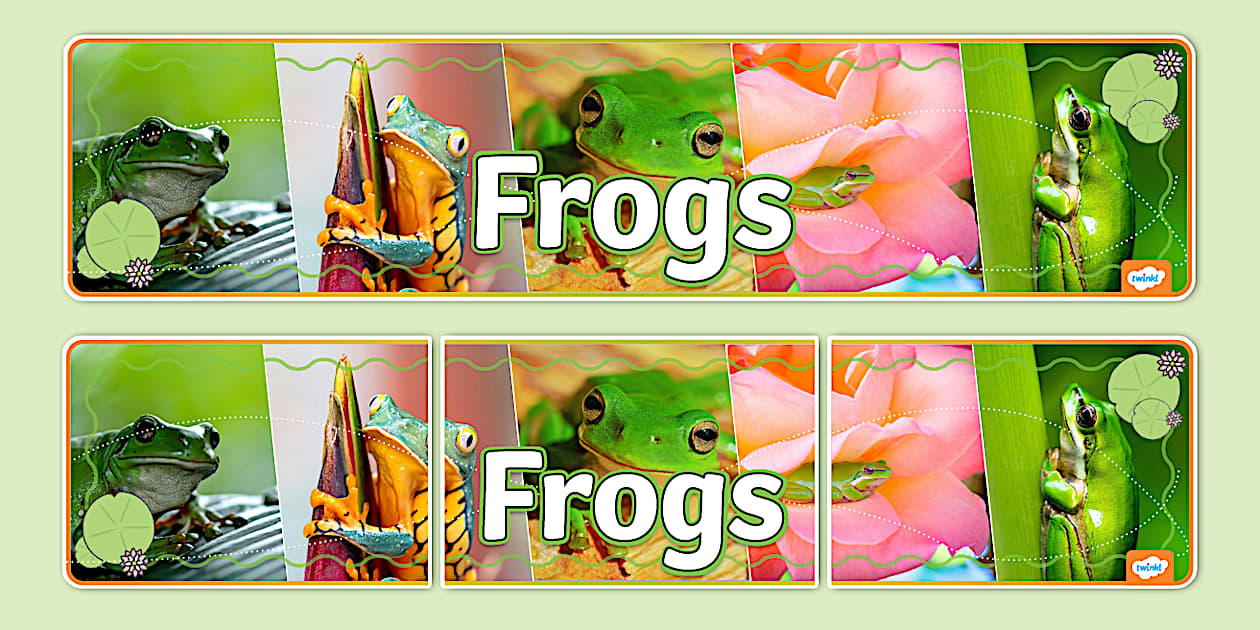 Frogs Photo Display Banner (teacher made) - Twinkl