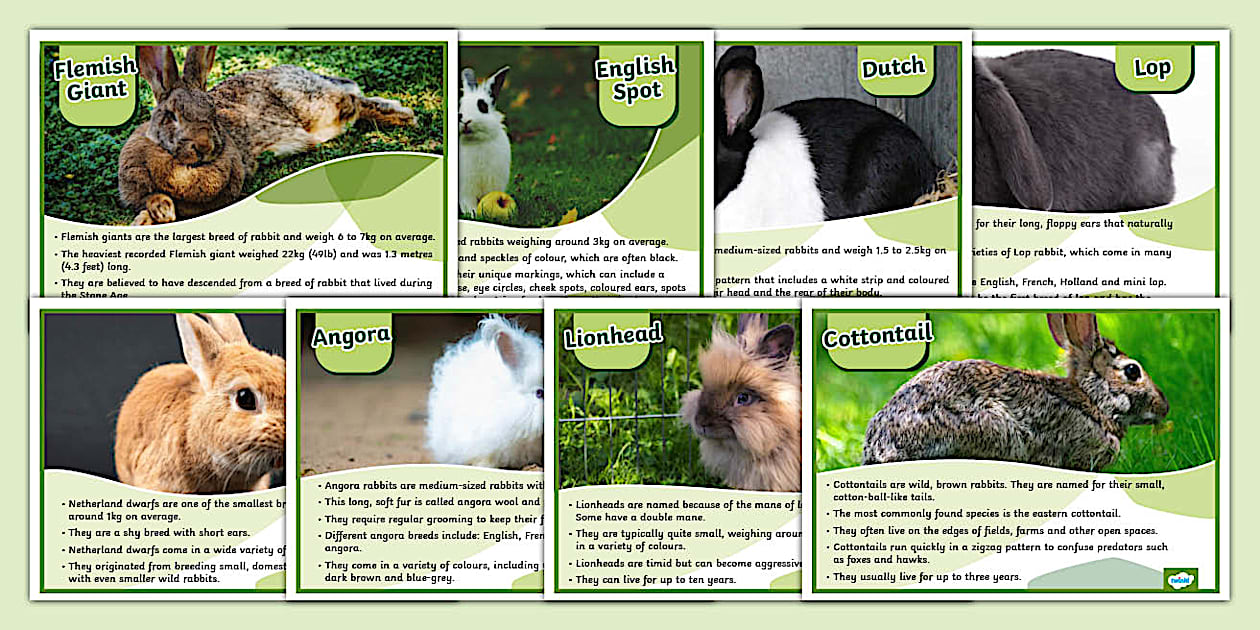 Rabbit Breeds Display Posters - Twinkl - KS2 - Twinkl