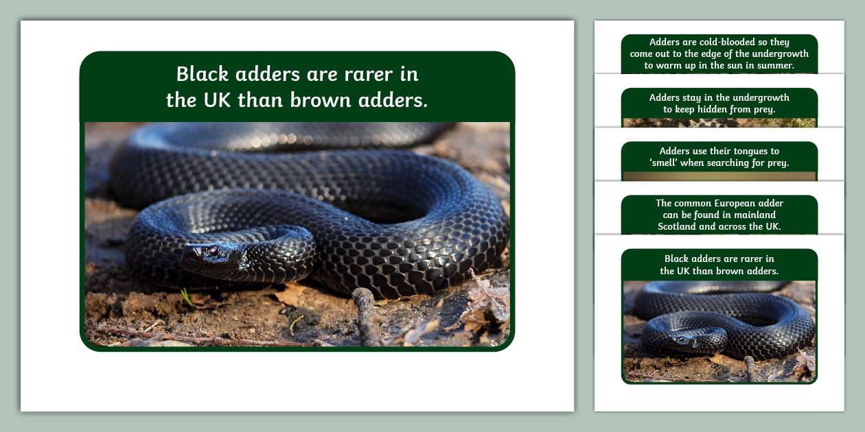 Adders Display Photo Pack (Hecho por educadores) - Twinkl