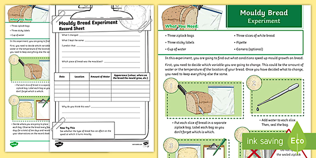 Mouldy Bread Experiment - Science Investigation - KS2