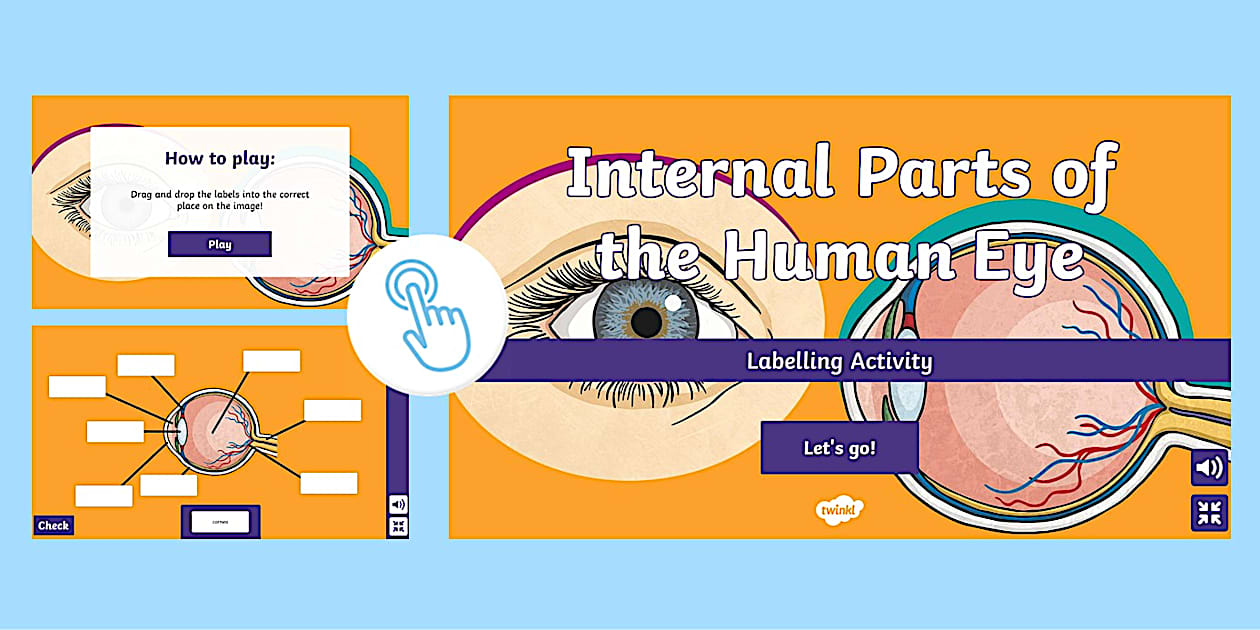 Parts of the Human Eye Interactive Labelling Activity | CfE