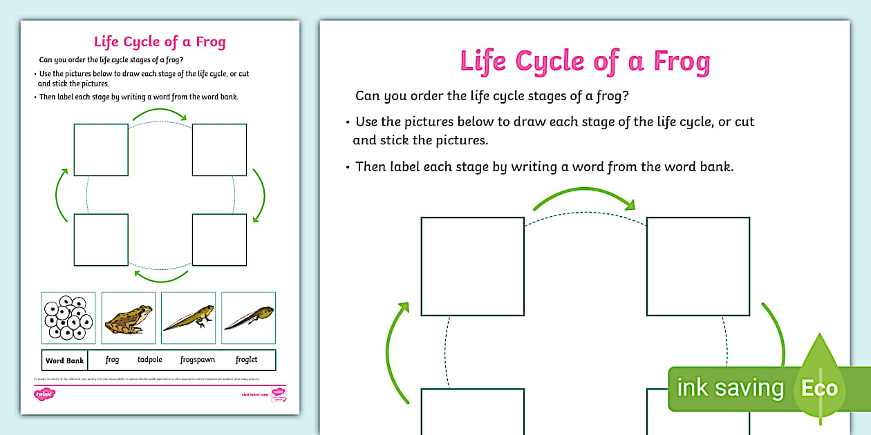 Life Cycle of a Frog Activity Sheet - Twinkl - Science
