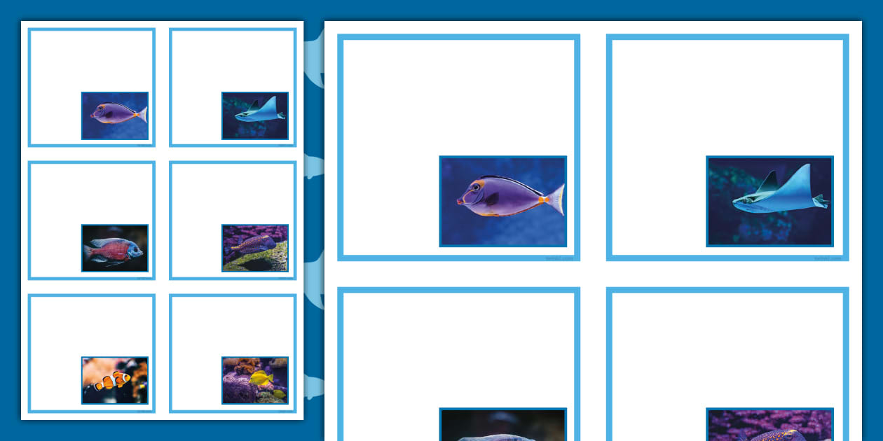 Fish Peg Labels - Twinkl Peg Labels With Fish (teacher made)