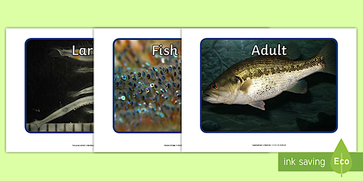 Life Cyle of a Fish Display Photos (teacher made) - Twinkl