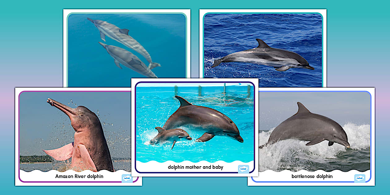 Dolphin Photos (teacher made) - Twinkl