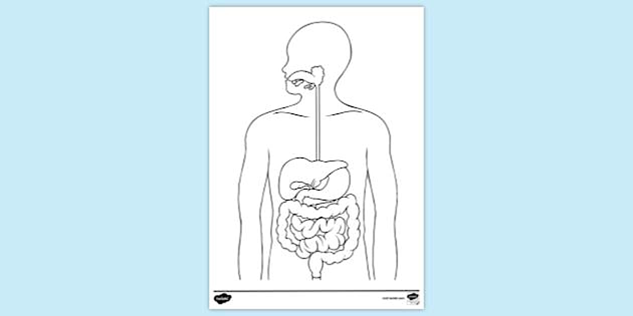Anatomy Colouring Sheets | Human Heart (Teacher-Made)