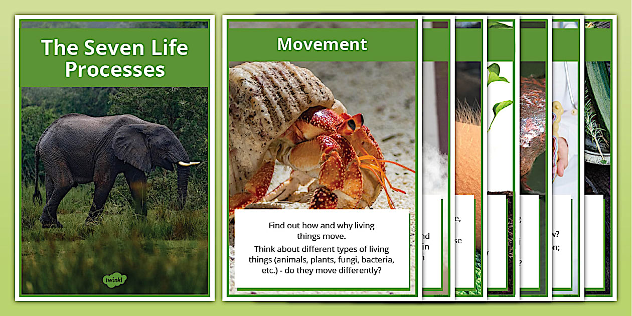 Year 5-8 Life Processes Bus Stop Activity (teacher made)