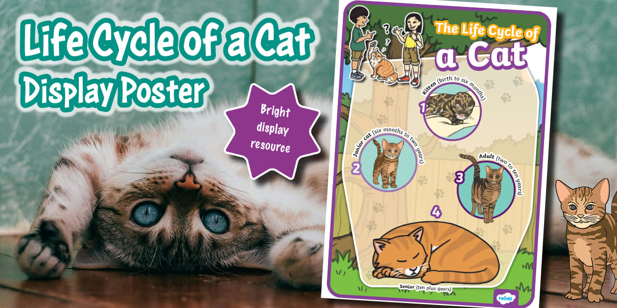 Foundation Phase Life Skills - Life Cycle of a Cat - Display Poster (CAPS