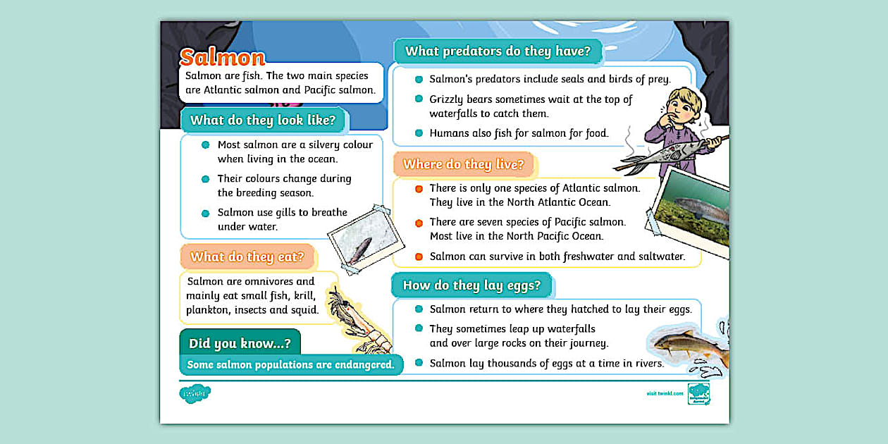 KS1 Salmon Fact File (teacher made) - Twinkl