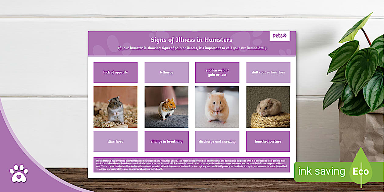 Signs of Illness in Hamsters - Display Poster - Twinkl Pets