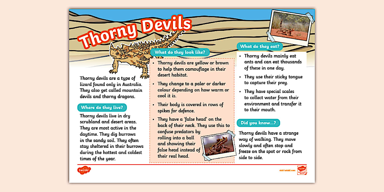 KS1 Thorny Devil Fact File - KS1 (teacher made) - Twinkl