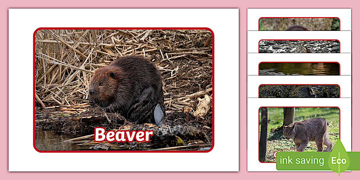 Canadian Animals Photo Pack - Twinkl - KS1