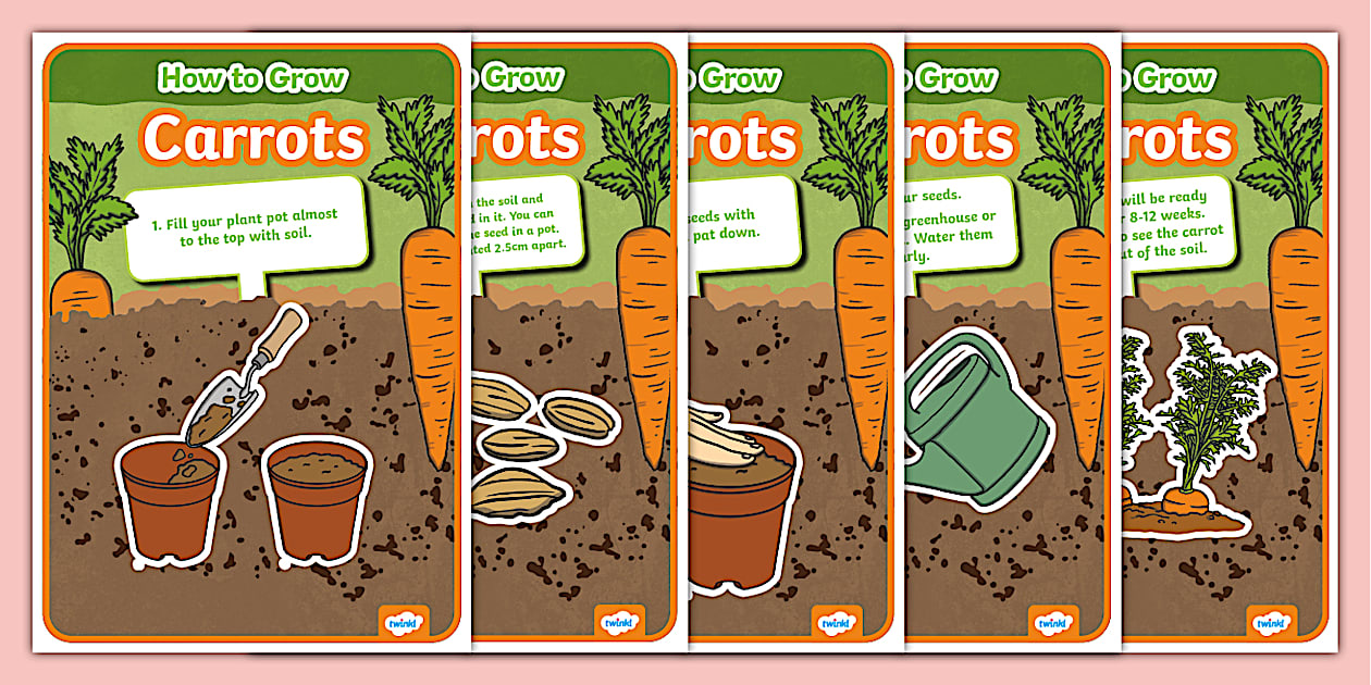 How to Grow Carrots Display Posters - Food (Teacher-Made)