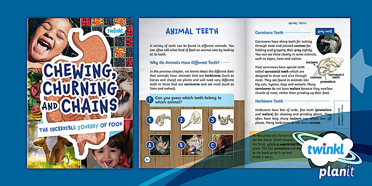 Science: Animals Including Humans: Year 4 Chewing, Churning and Chains ...
