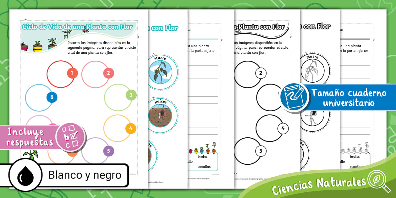 ciclo vital | planta | plantas con flor | ciencias | unidad3