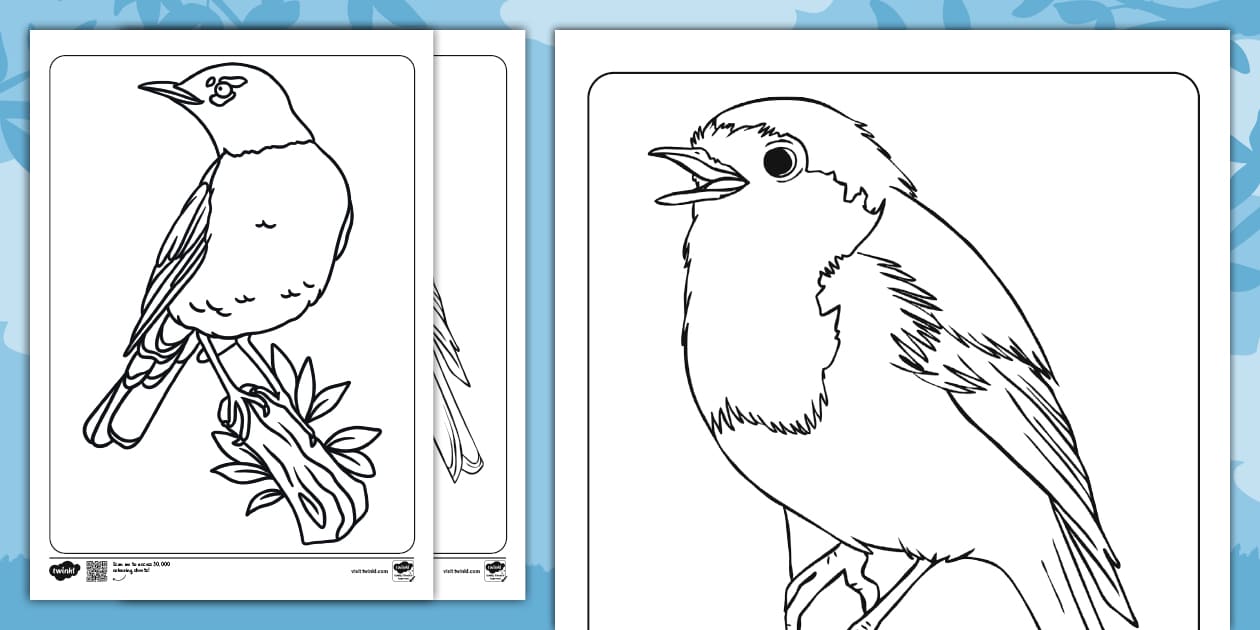 Robin Bird Colouring Page | Colouring Sheets (teacher made)