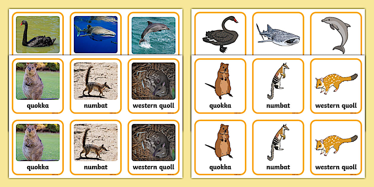 Native Western Australian Animals Matching Cards - Twinkl